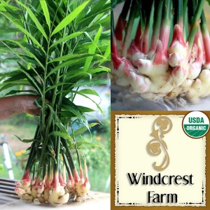 Seasonally Speaking: It's Time for Local Organic Baby Ginger • Heidi ...