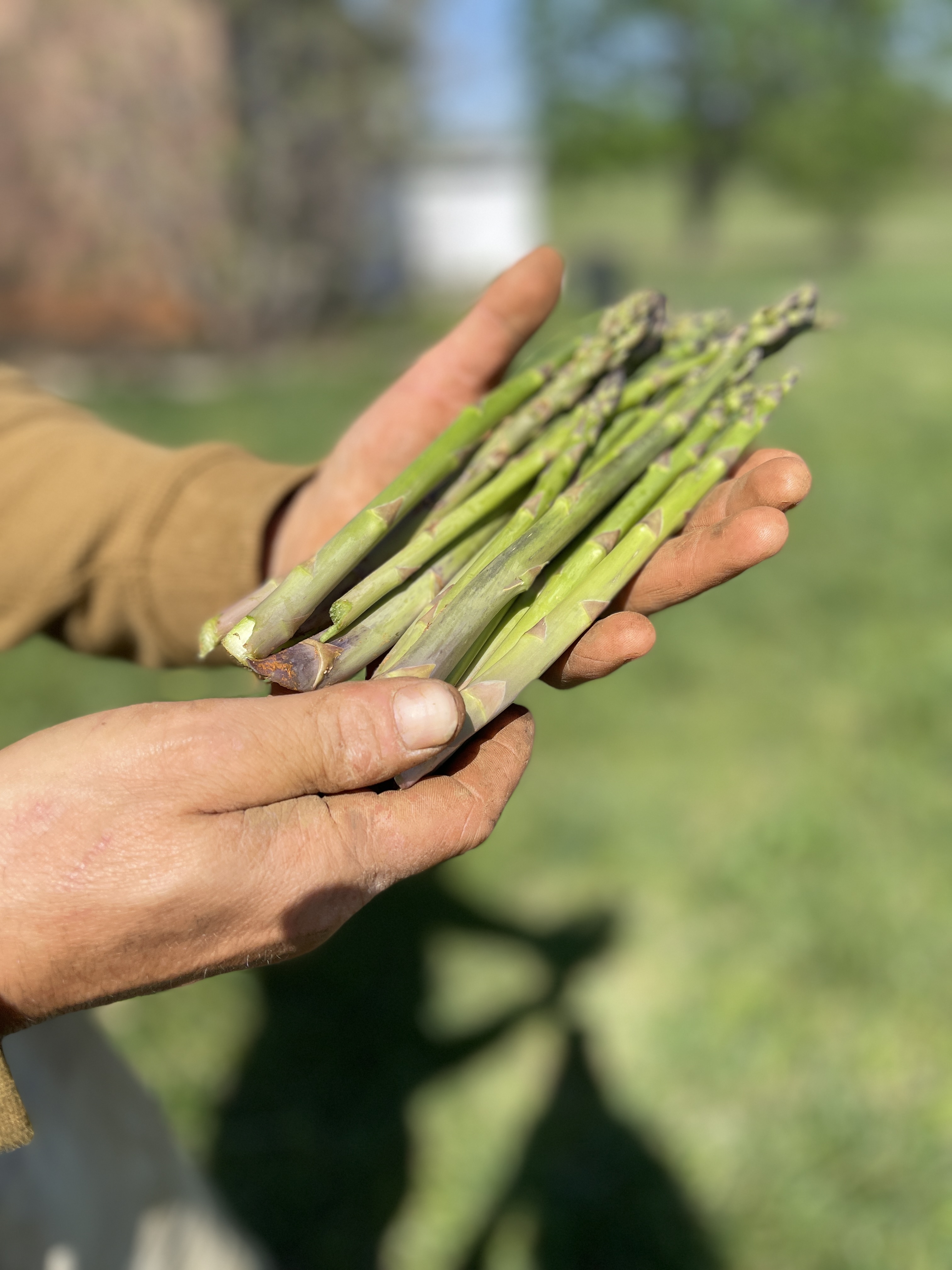 Spring Has Sprung – And So Has Local Asparagus! • Heidi Billotto Food ...