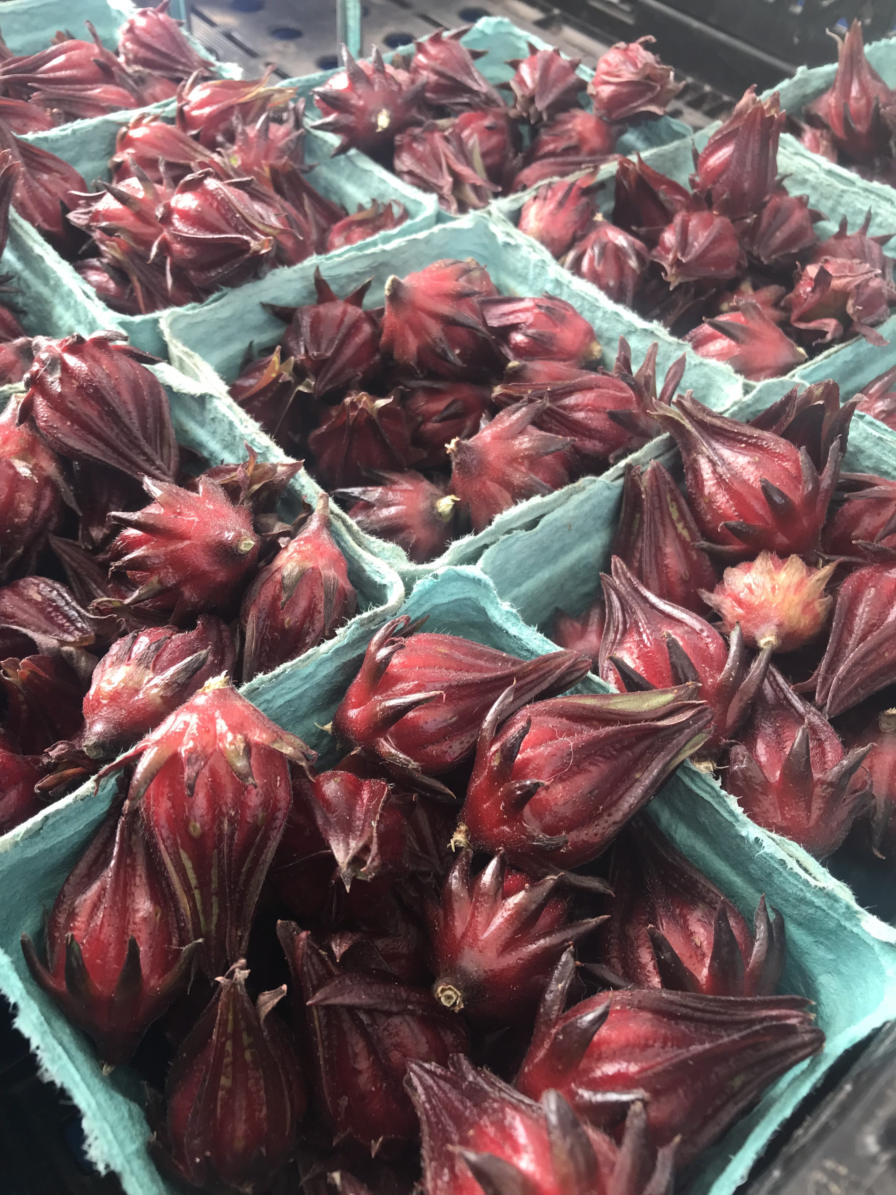 How To Cook with Local Roselle aka Edible Hibiscus • Heidi Billotto ...